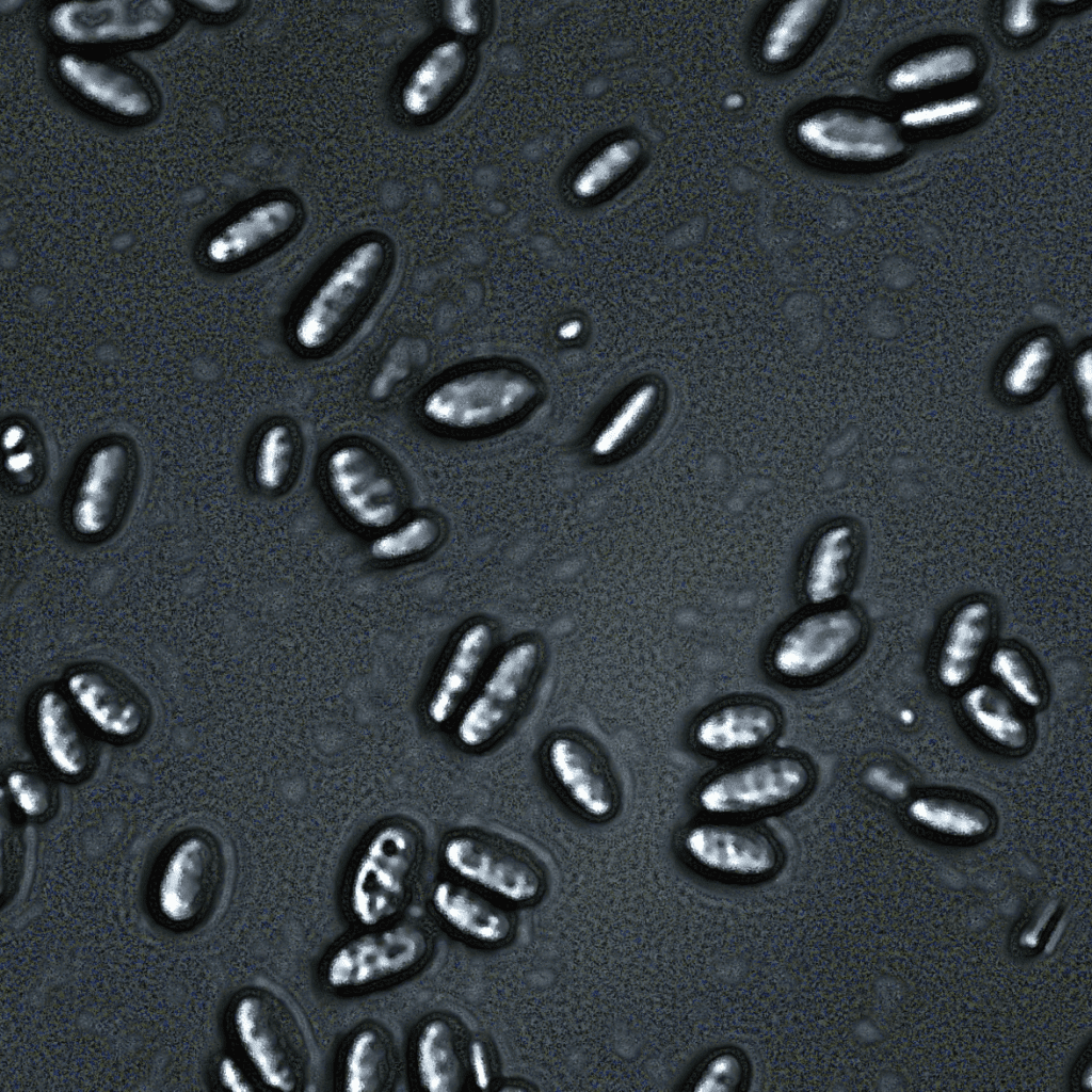 Home – ISOtopic solutions